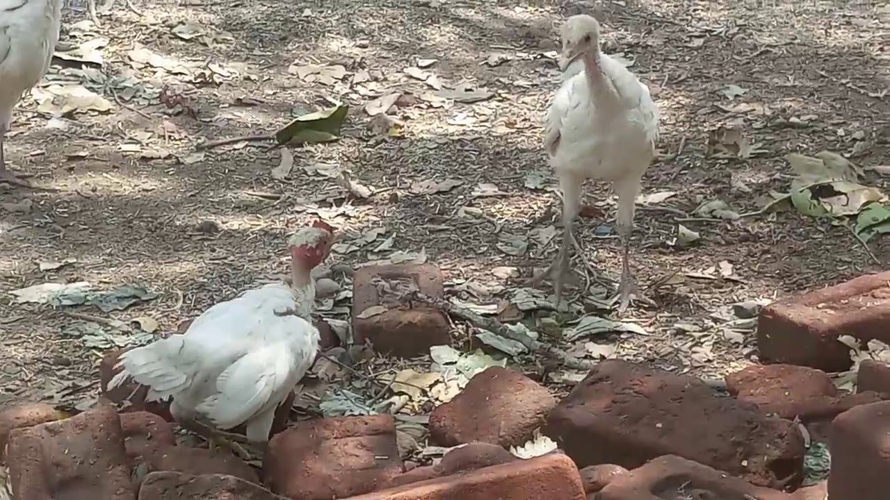 Turkey vs Rooster|Turkey chicks 69 days - YouTube