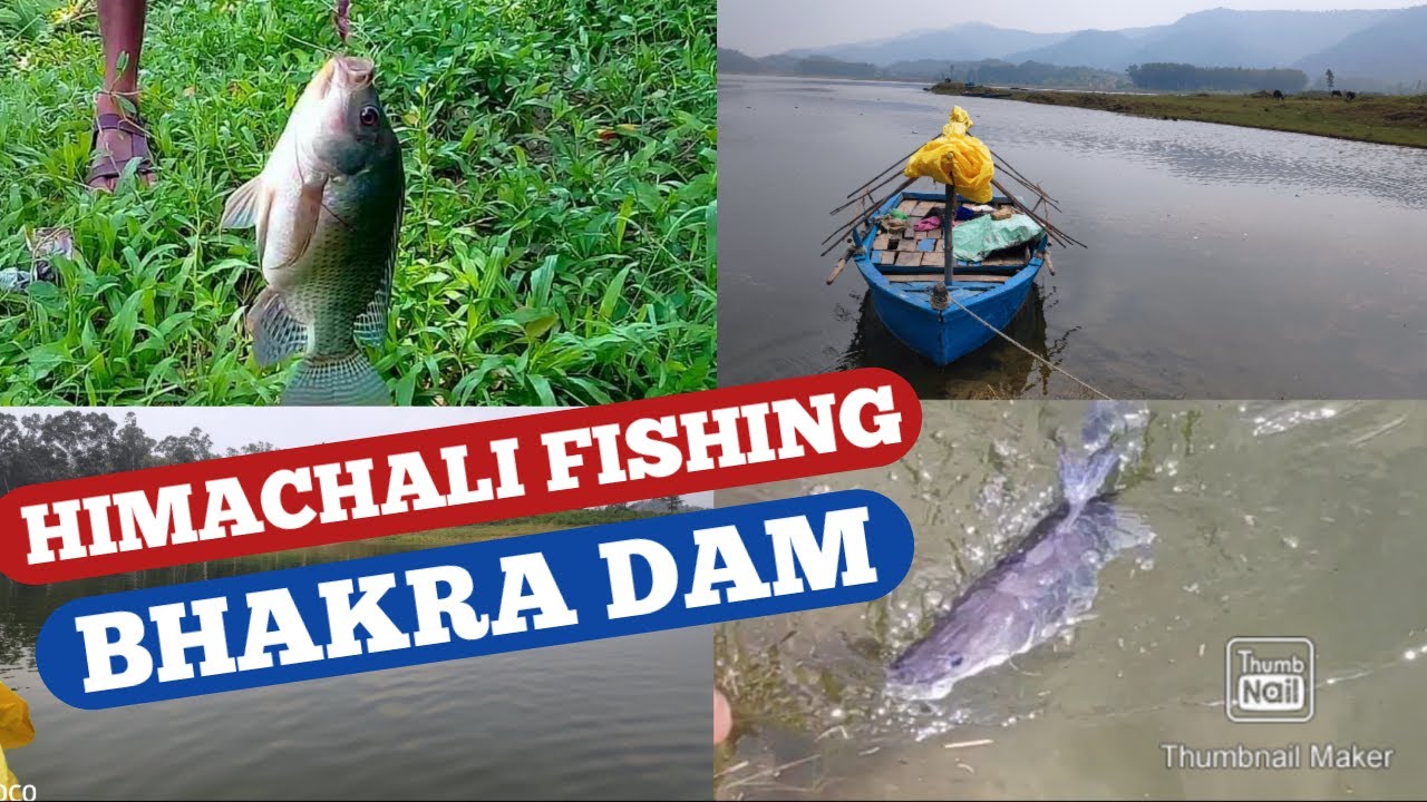 HIMACHALI FISHING || BHAKRA NANGAL DAM || BIG SINGHARA FISH AT BHAKRA ...