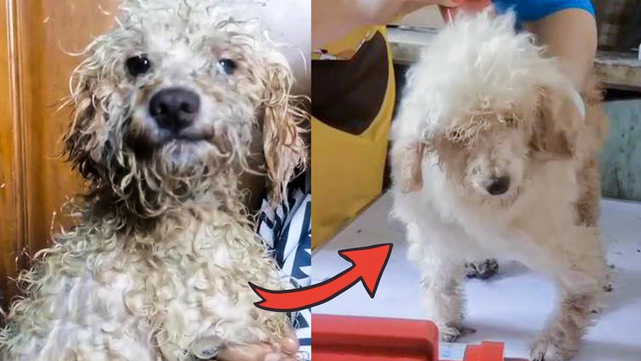 A Yellow And Dirty Stray Dog Doesn't Know He is White Until Its First ...