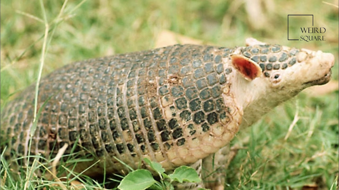Giant Armadillo Teeth