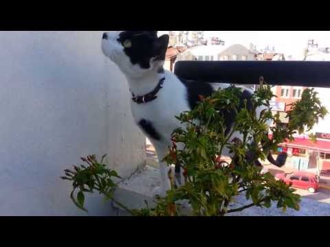 Acı Biber Yiyen Kedi :)