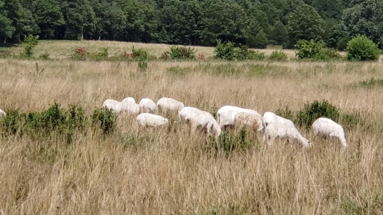 An abundance of forage... more animals to come. - YouTube