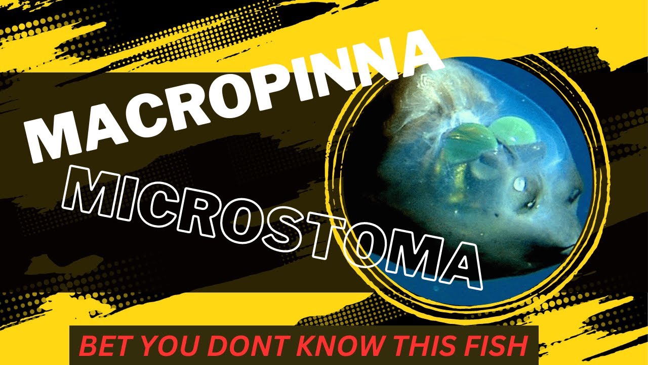 Macropinna Microstoma - YouTube