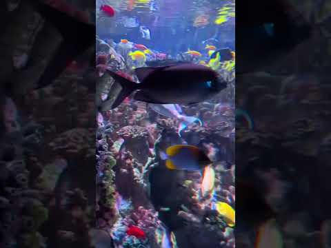 2 months of a vaca in 10 sec