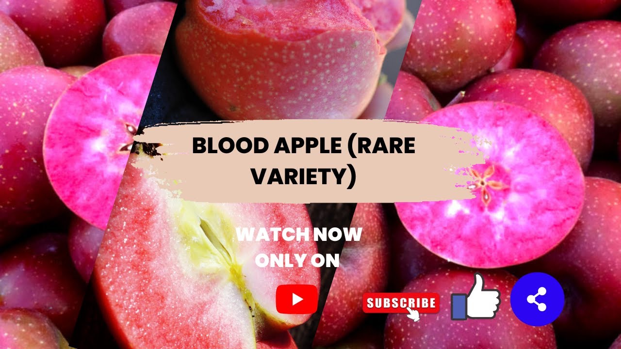 Blood Apple (Bloody Ploughman Apple) | Rare Variety of Apple - YouTube