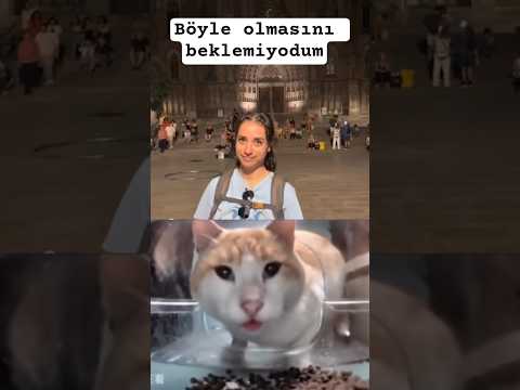 Acaba neden böyle oldu? #shorts #goviral #foryou #funny #meme #cat #youtube #popular