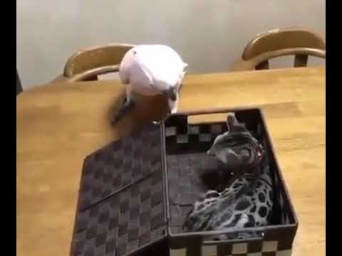 komik kedi videoları ( tiktok videoları) #kedi #konuşankedi