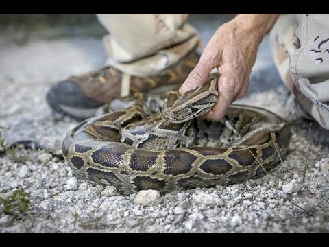 Snake Hunter - YouTube