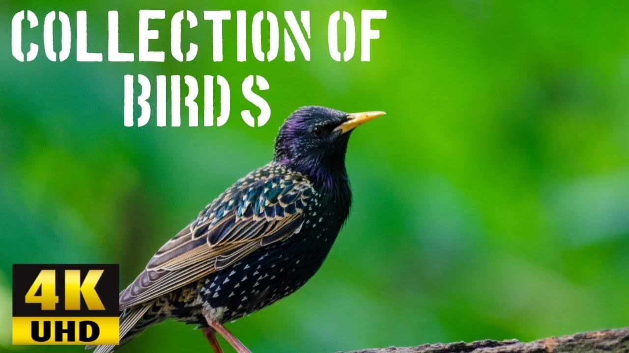 Wild birds special collection 4k ultra HD videos | best birds video ...