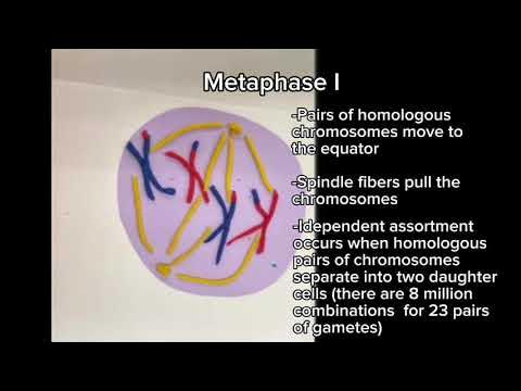 Mitosis and Meiosis stop motion film - YouTube