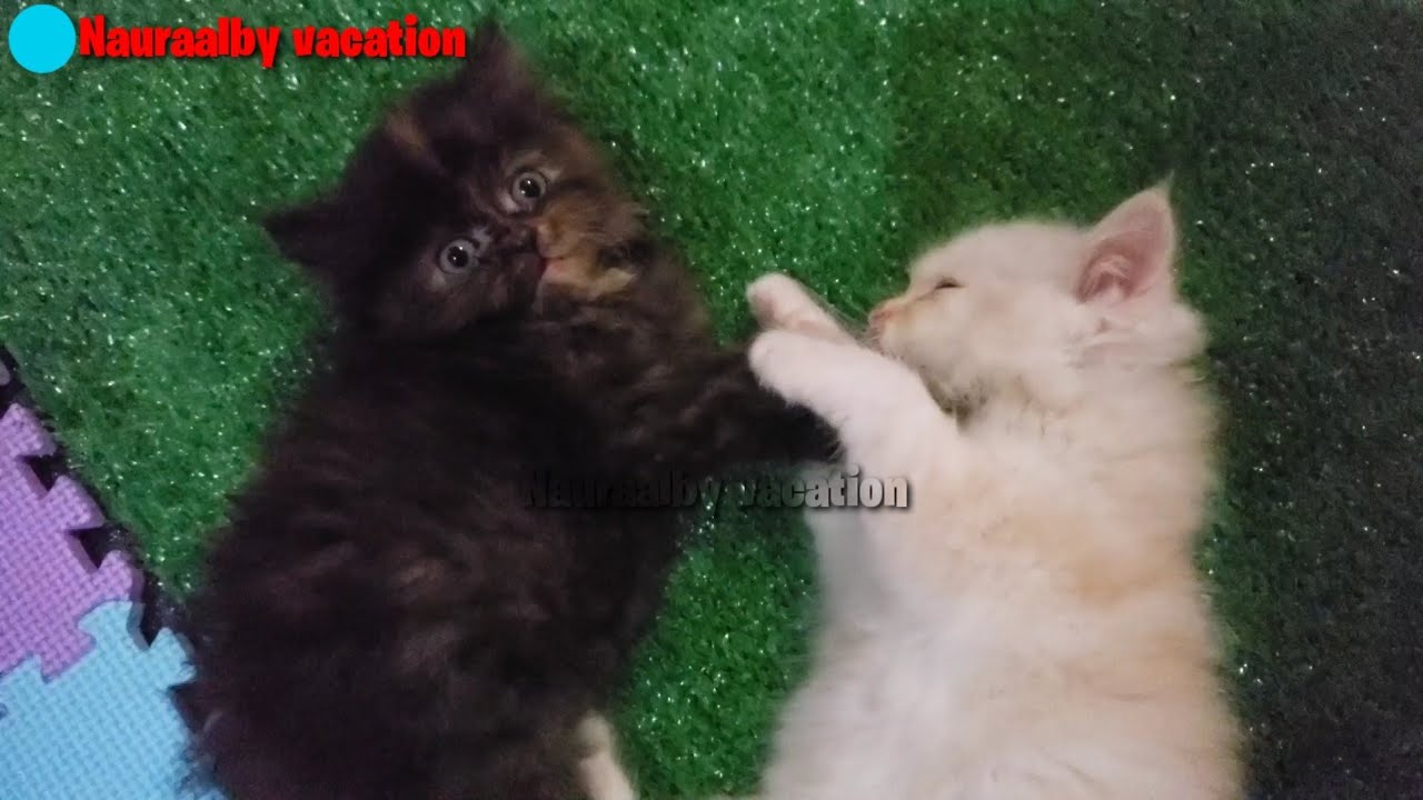 Kucing kitten lucu berantem dan bermain - YouTube