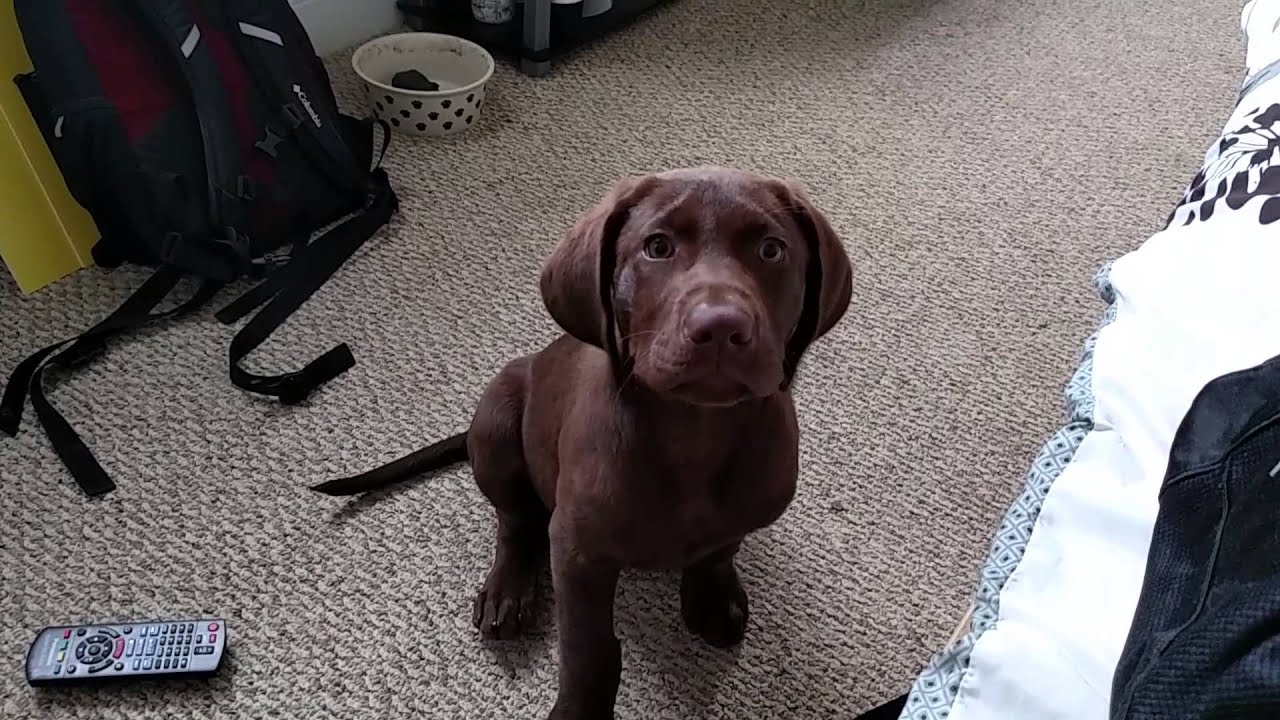 Puppy chocolate Labrador retriever doing tricks - YouTube