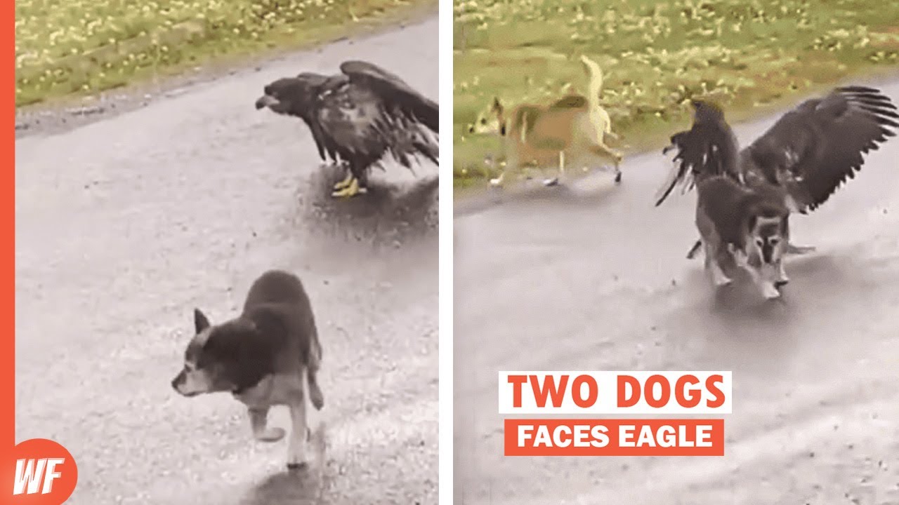 How Two Ferocious Dogs Will Manage to Overcome Eagle? - YouTube