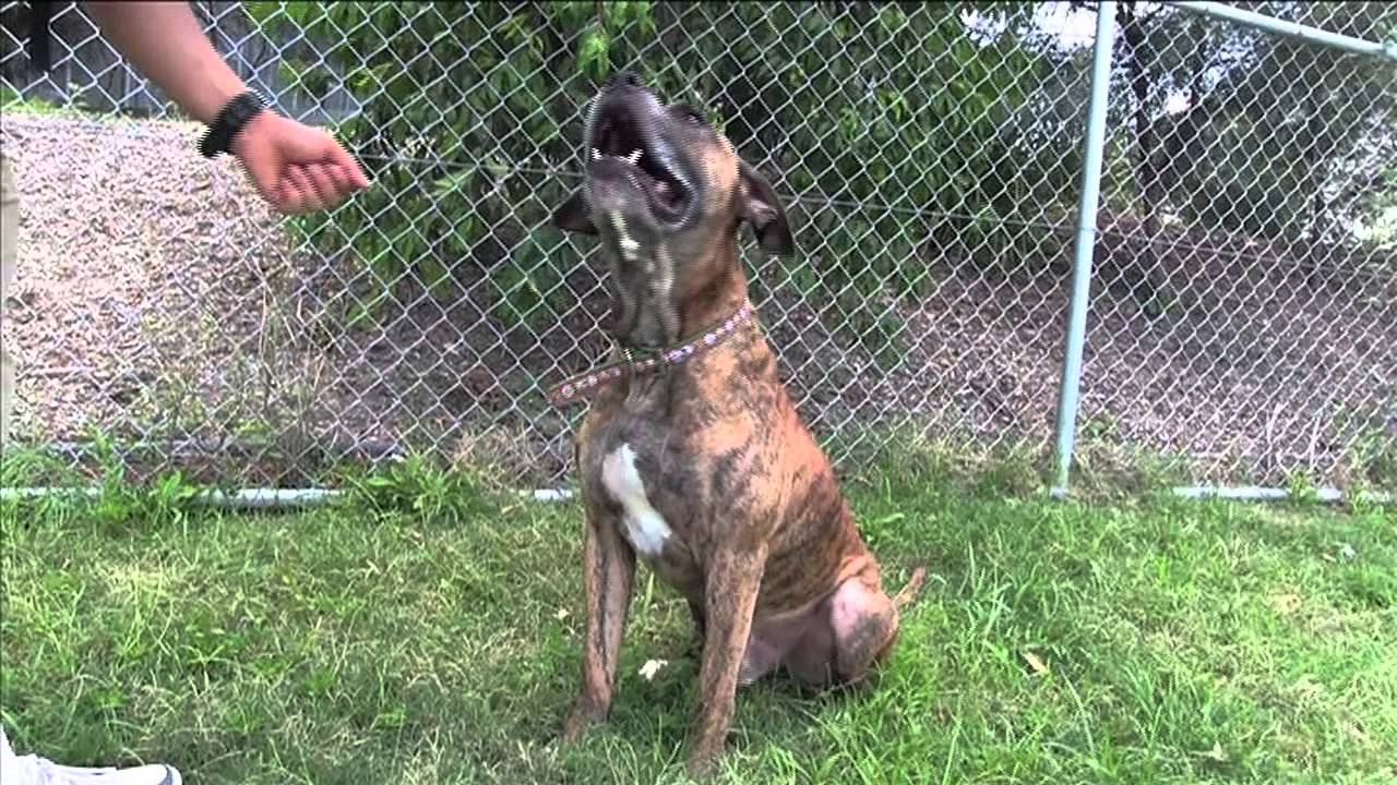 Dutchy. Available for adoption, RSPCA Wacol, Qld. - YouTube