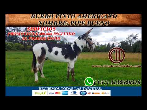 BURRO YEGUERIZO RAZA PINTO AMERICANO - YouTube