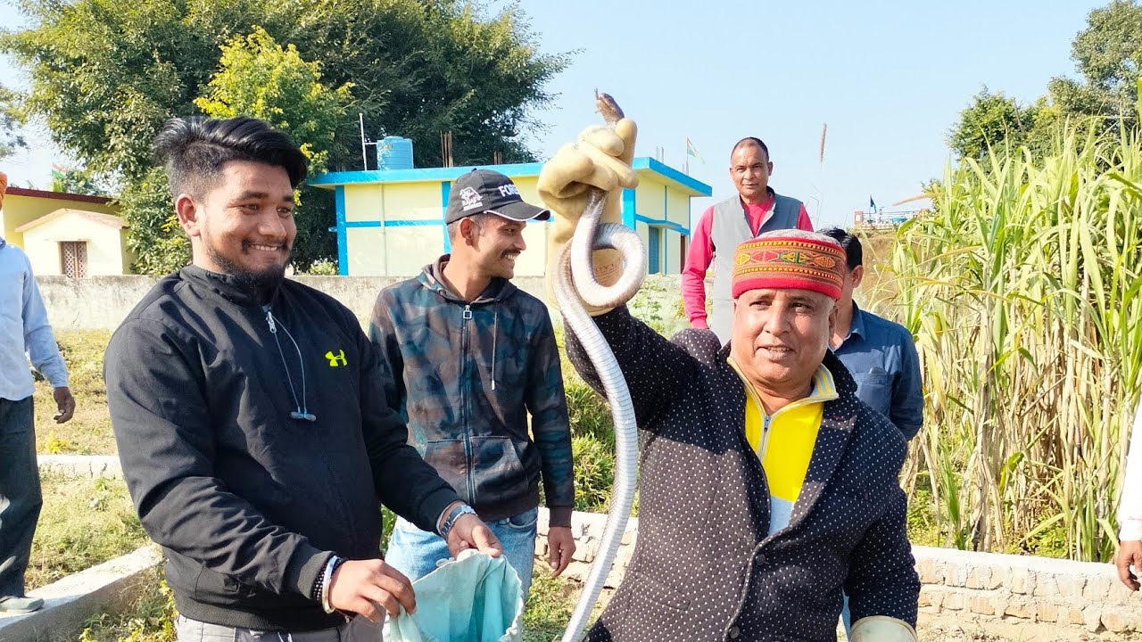 #kobre ko bil me bhejte hue#shorts #shortsfeed #browsefeatures #vairal ...