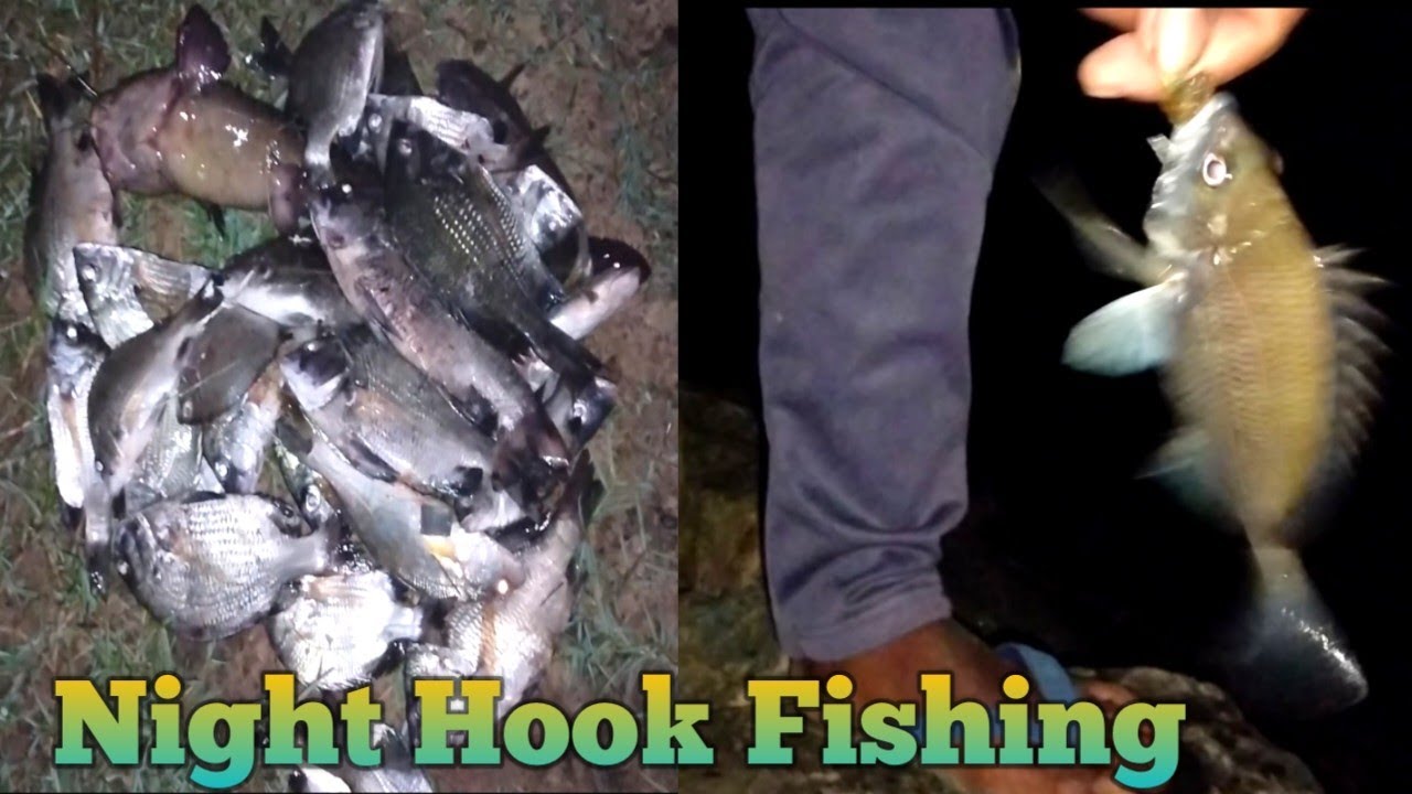 Night Hook fishing || Ratire Kantare Dharilo Macha || Village Lifestyle ...
