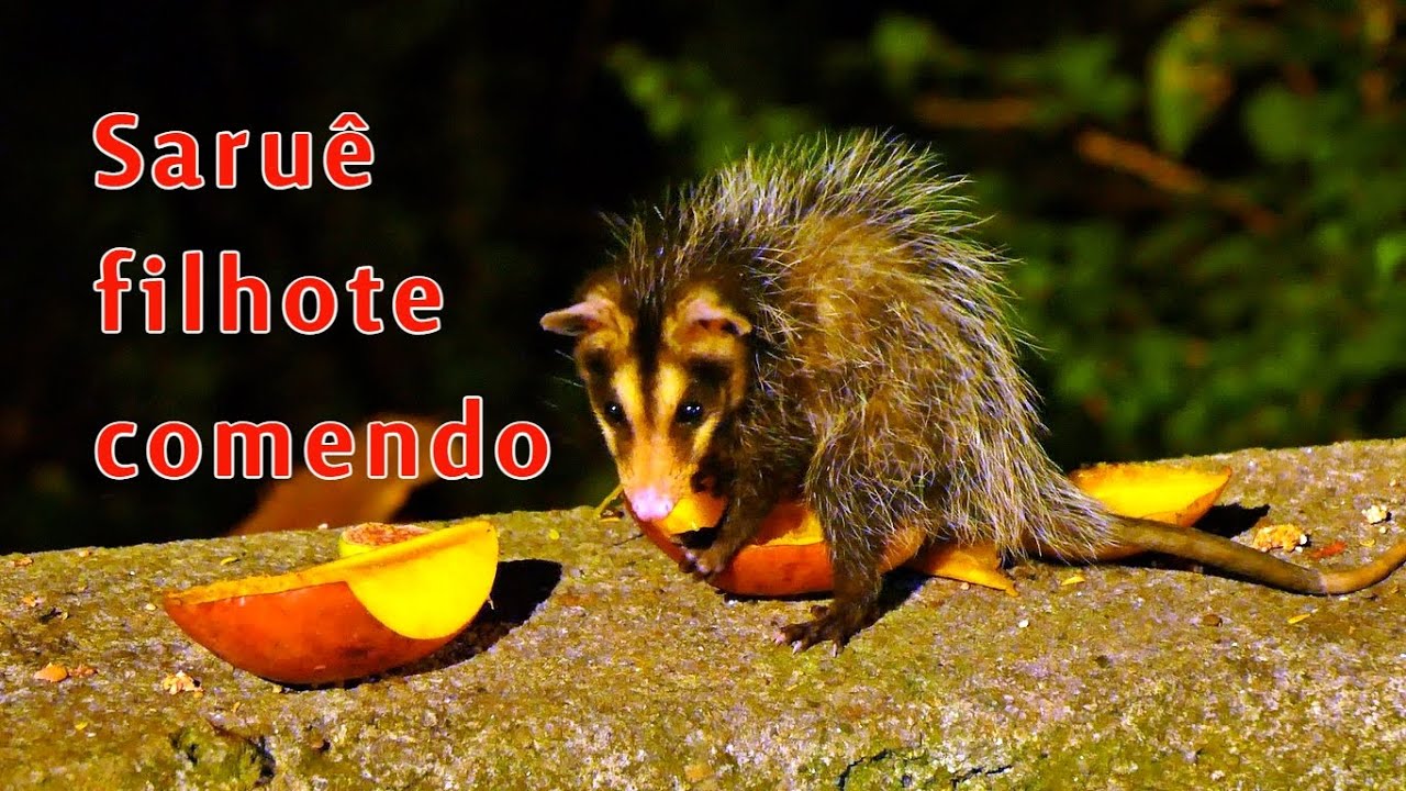 Saruê filhote comendo - YouTube
