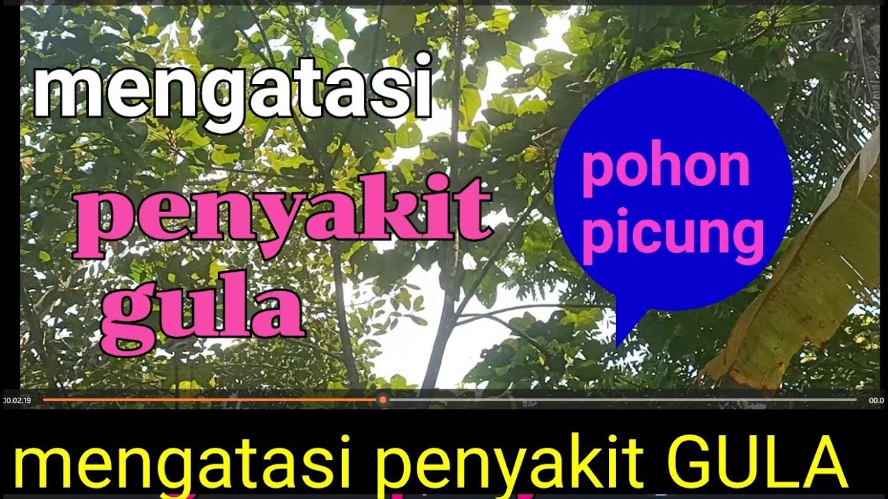 JEJAK SI TOYIB mencari pohon POHON PICUNG UNTUK PENYAKIT GULA - YouTube