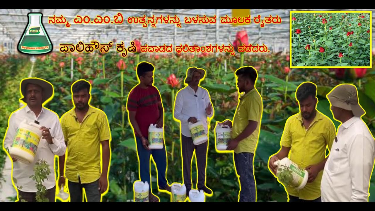 Polyhouse Rose farmer obtained Excellent results by using our || MMB ...