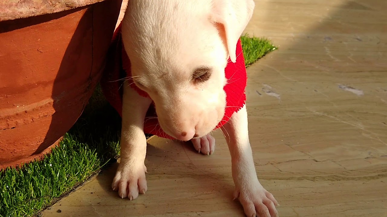 Pakistani gull Terrier / GULTER BULTAIR - the most intelligent breed ...