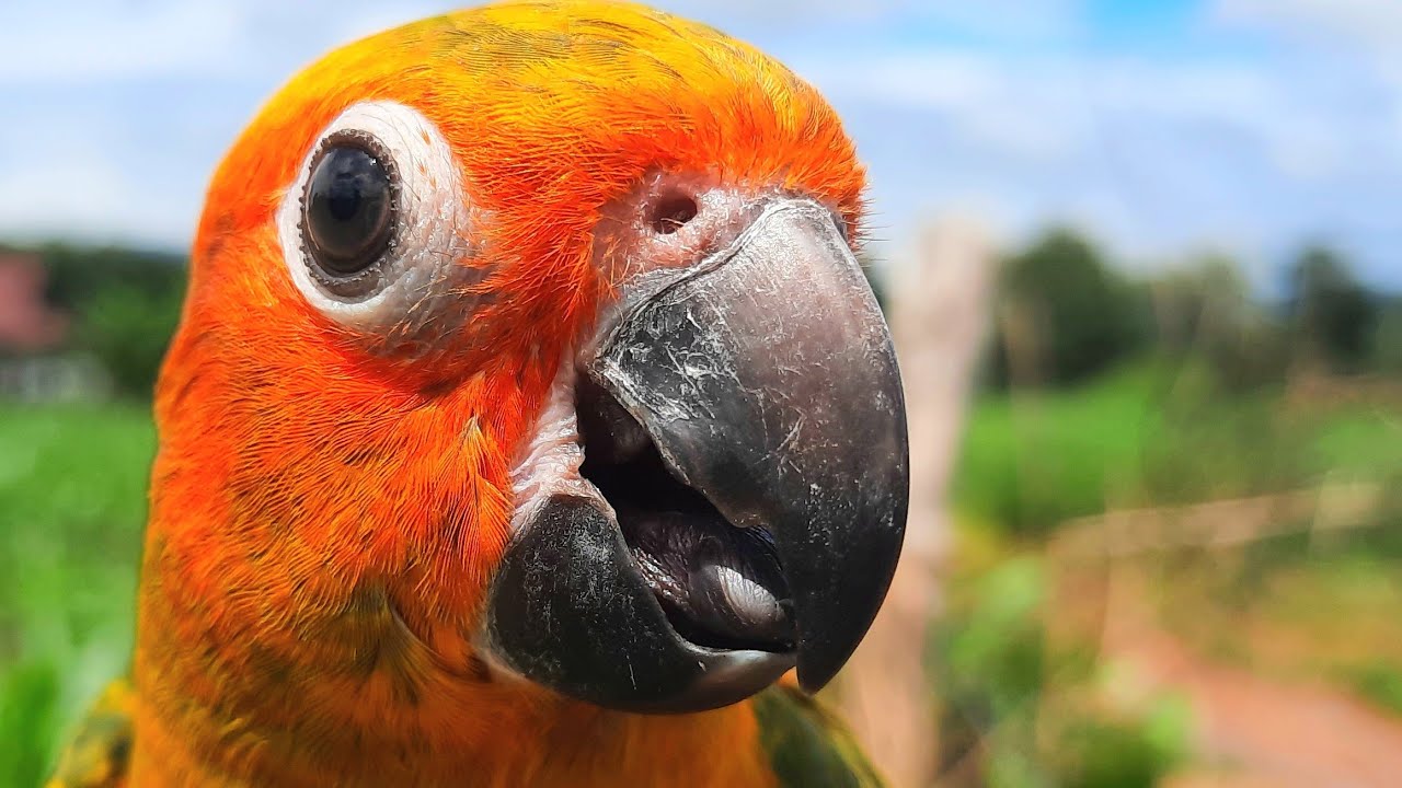 Sun Conure Singing Sounds : Morning bird sounds My sun conure bird so ...