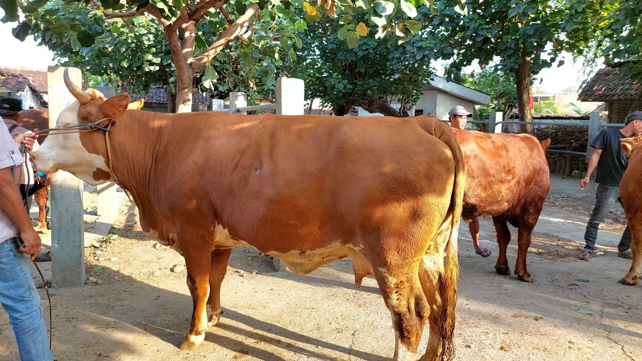 18 JUTA‼️ BABON SIMENTAL MONSTER HARGA MURAH PASAR SAPI JETIS PONOROGO - YouTube