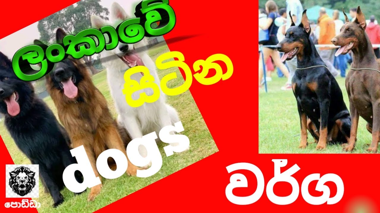 Lankawe dogs warga kihipayak - YouTube