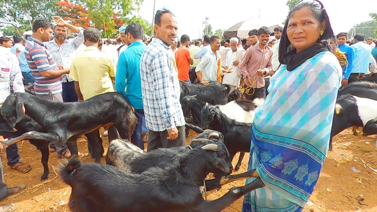 Kerur sheep market - Largest in Karnataka - YouTube