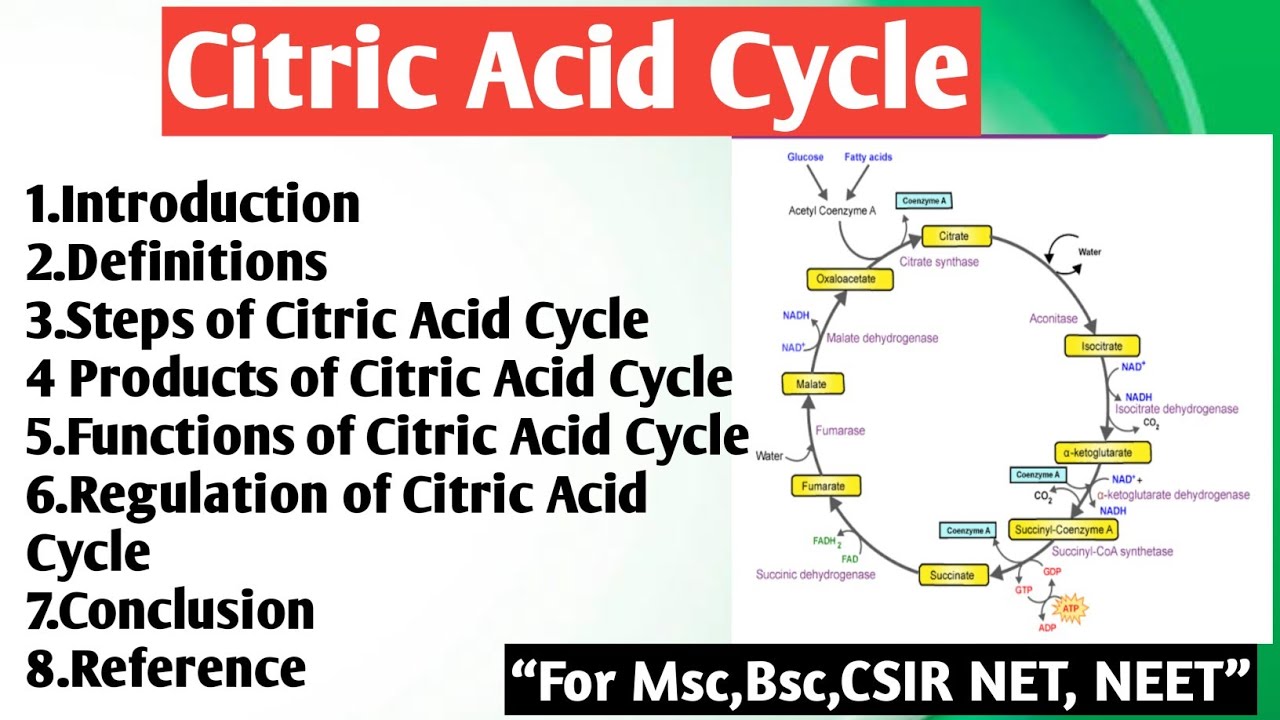 Citric Acid Cycle | Steps of Citric Acid Cycle | Products of Citric ...