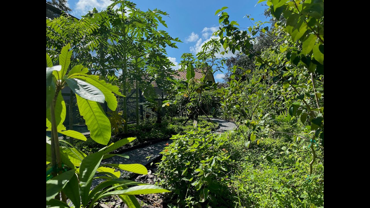 Huge food forest in tiny back yard. How to. - YouTube