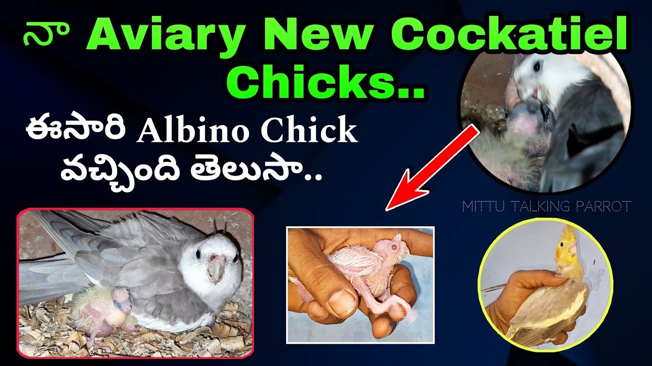 నా aviary new cockatiel chicks/ఈసారి albino chick వచ్చింది తెలుసా ...