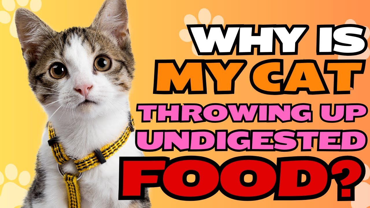 Why Is My Cat Throwing Up Undigested Food? 🐱🍲 - YouTube