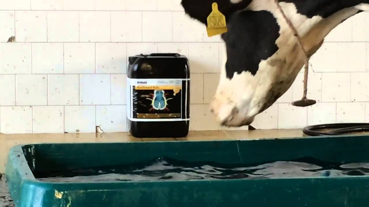 Ecolab - Hoof Smart Bath - YouTube