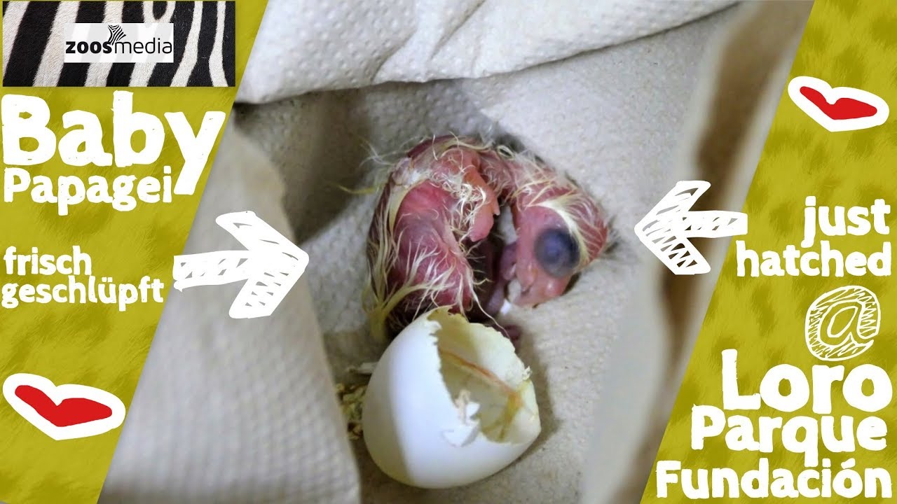 Papageien-BABY 🐣 in der Zuchtstation der LORO PARQUE FUNDACIÓN in La ...