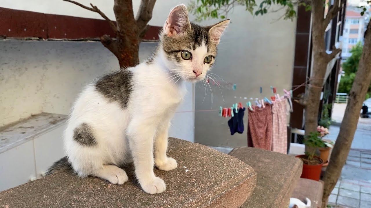 Incredibly beautiful Kitten living on the street. This Kitten loves to ...