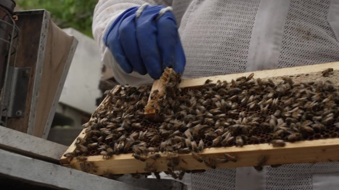 California's honey bees await the state's famous sunshine - YouTube