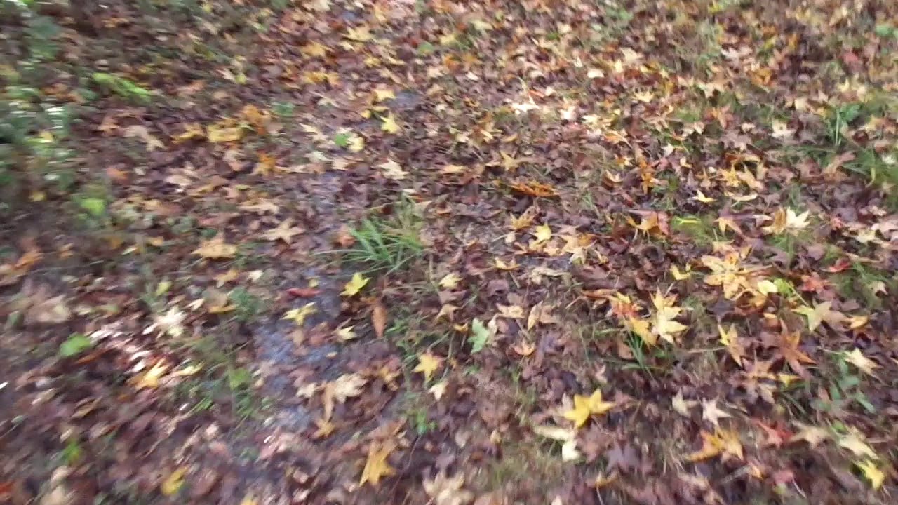 Short Swamp Hike Before the Long Mall Hike! - YouTube