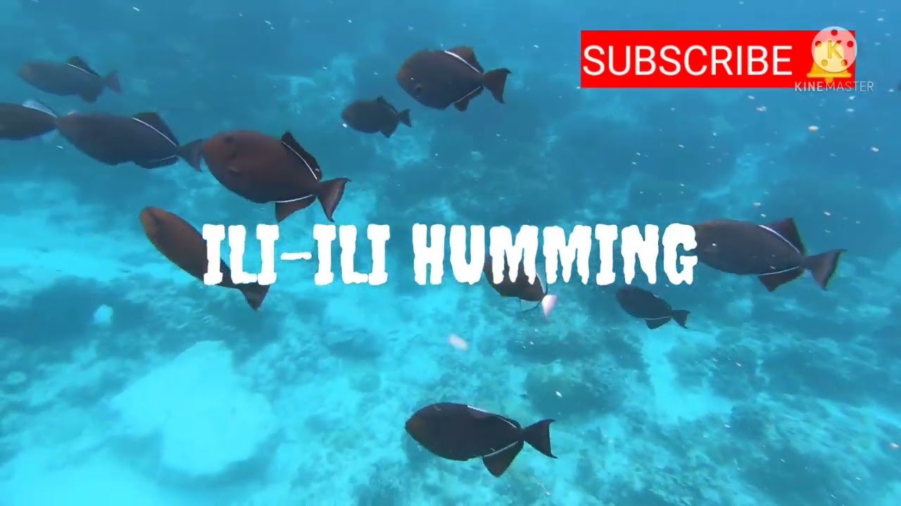 ILI- ILI Humming | LULLABY | Woman's humming | Pranking Sounds | - YouTube