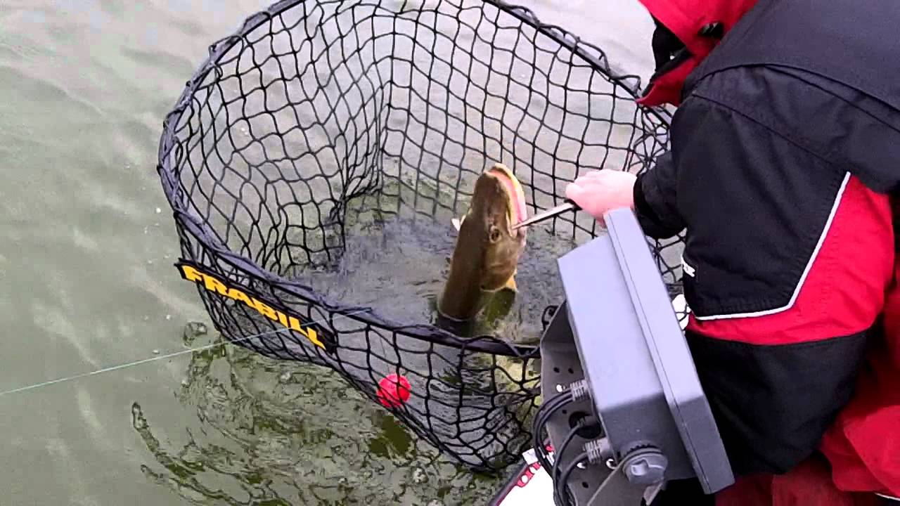 Musky Fishing Guide on Wisconsin lake targetting muskie with sucker ...