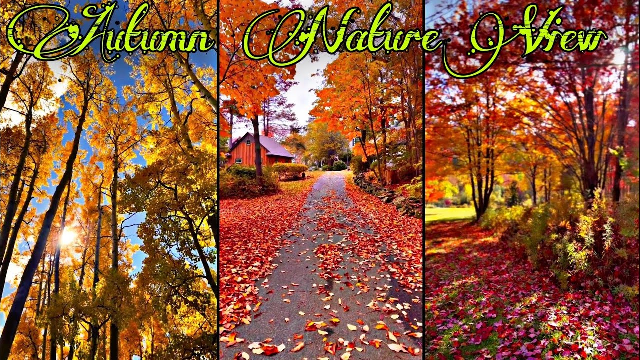 Beautiful Autumn Nature View | Autumn View | Autumn Natural View ...