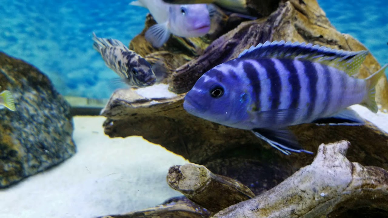 METRIACLIMA EMMILTOS MPHANGA ROCKS (FEMALE) - YouTube