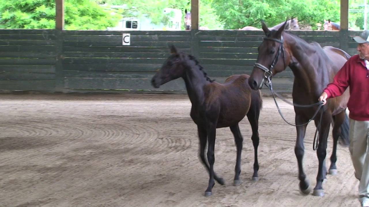 Risen by Rodioso 2016 GOV Inspection - YouTube