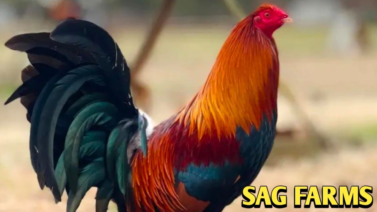 Pure Claret Goode Grey Yellow leg hatch - SAG FARMS - YouTube