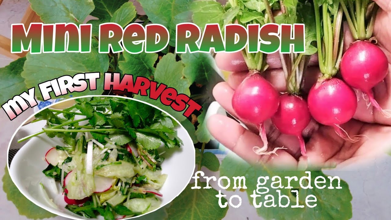 Mini Red Radish Harvest || reinabeetv - YouTube