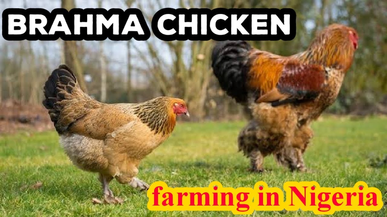 Brahma chicken farming in Nigeria (All you need to know about Brahma ...