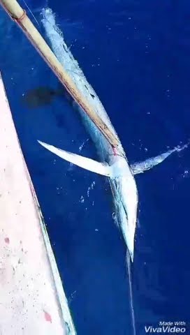 Catch The Thalapth Fish #fishing #fish #ocean #sea #fishinglife # ...