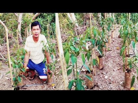 PLANTING SILING LABUYO IN A BAMBOO || PAANO MAGTALI NG SILING LABUYO ...