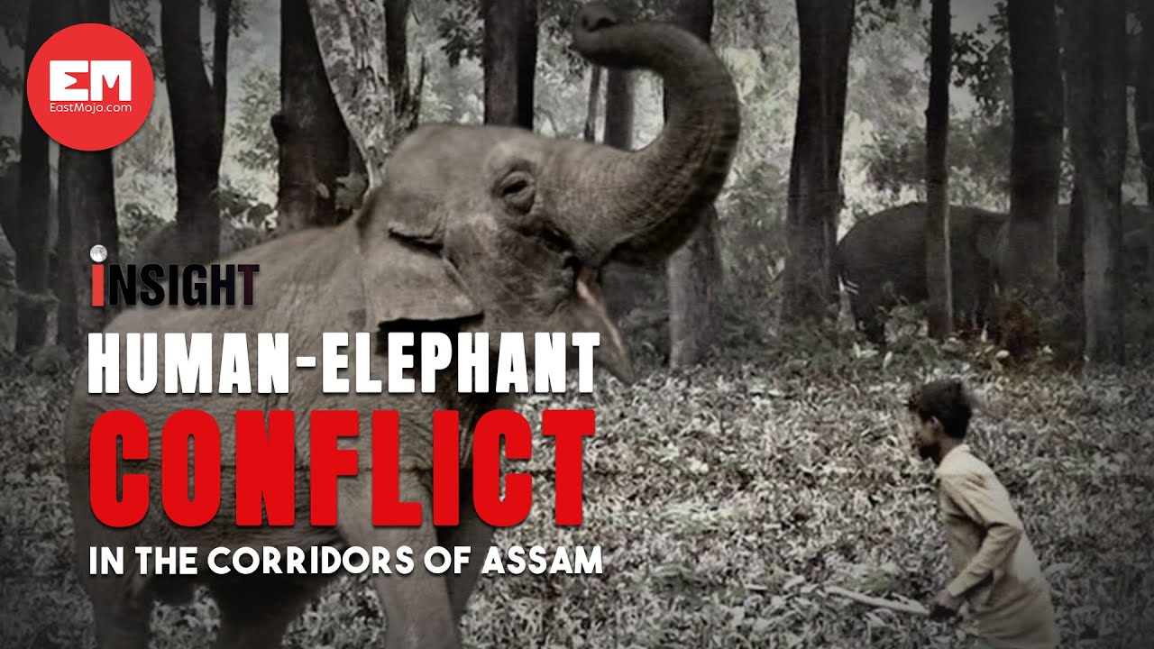 Human-Elephant Conflict in the corridors of Assam - YouTube