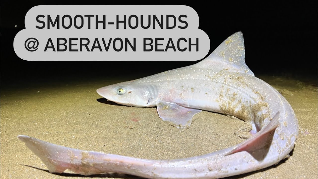 🦈TARGET ACHIEVED🦈 Smooth-Hounds & Small eyed @ Aberavon Beach. UK Shore ...